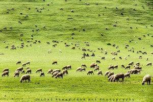 Things You Should Know About Tosa Maidan – The Unexplored Meadow Of ...